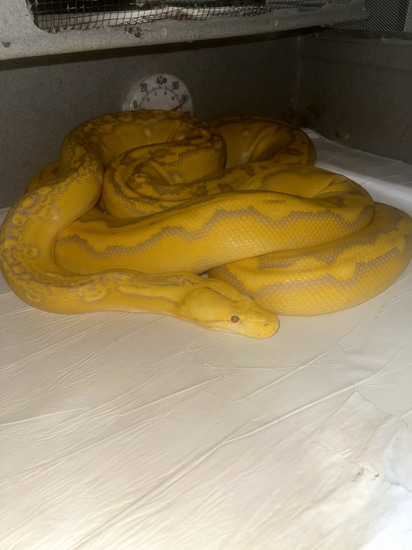 Purple Phantom Sunfire Reticulated Python by Revered Retics