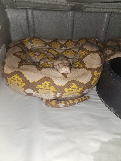 Orange Glow Reticulated Python by Revered Retics
