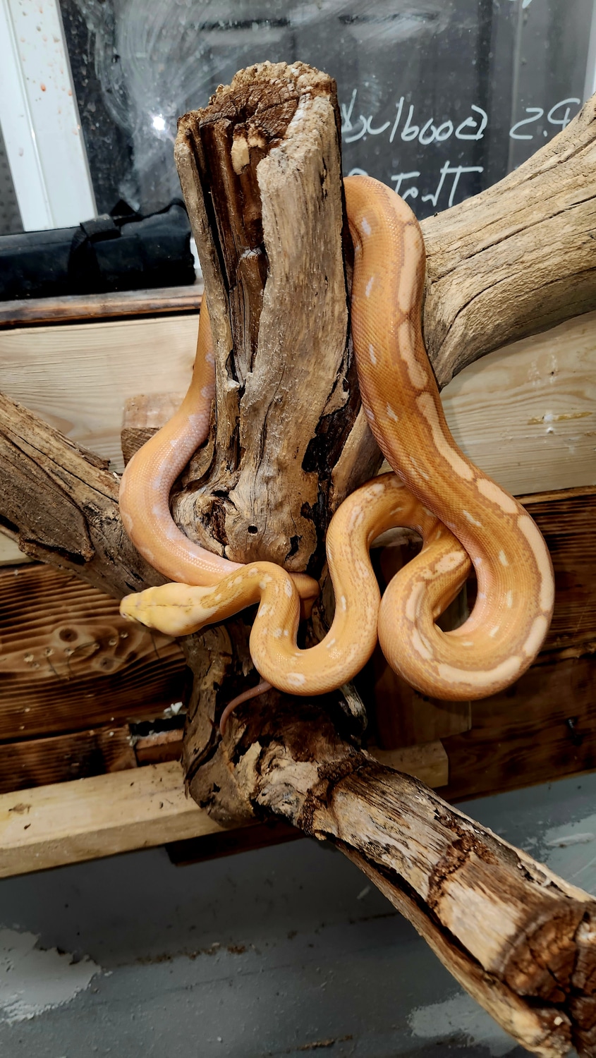 Purple Ogs Reticulated Python by Revered Retics - MorphMarket