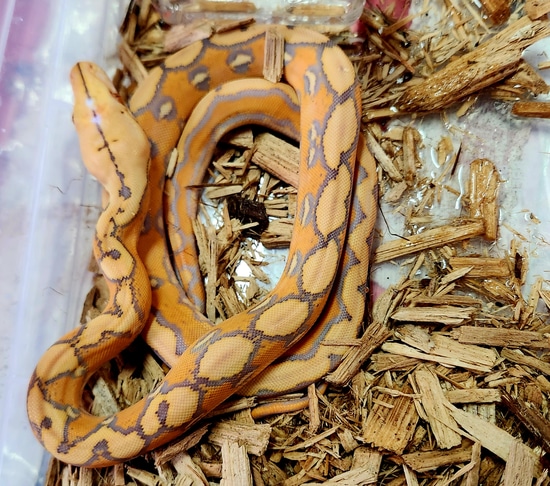 Purple Sunfire Reticulated Python by Revered Retics