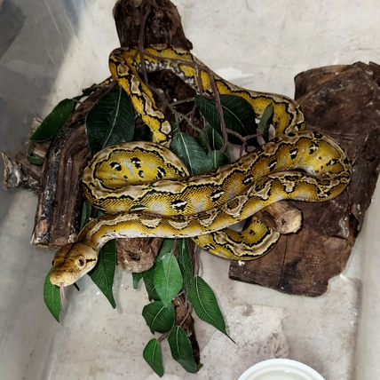 COLLECTION SALE Orange Glow Sunfire Platinum Reticulated Python by ...
