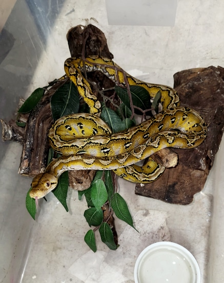 COLLECTION SALE Platinum Marble Het Purple 50% Het Snow Reticulated ...