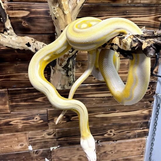 Purple Super Sunfire Genetic Stripe Reticulated Python by Revered Retics