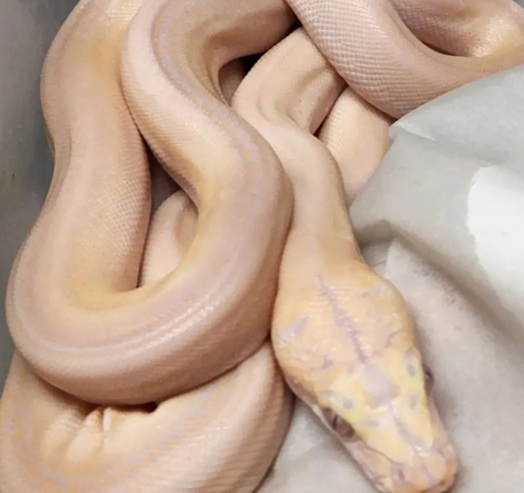 Purple Motley GC Sunfire50% Het Snow Reticulated Python by Revered ...