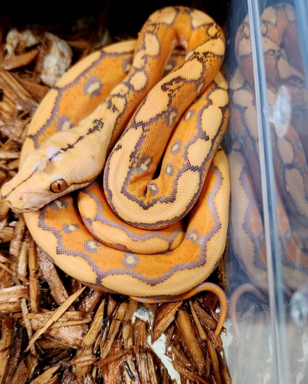 Collection Sale Purple Sunfire Hogs Reticulated Python by Revered Retics