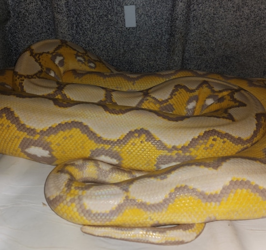 COLLECTION SALE Orange Glow Sunfire Platinum Reticulated Python by ...