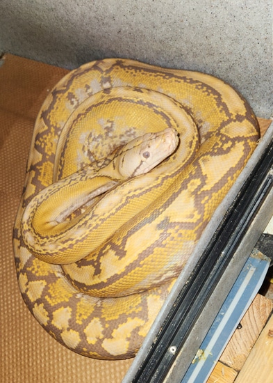 Orange Glow Marble Reticulated Python by Revered Retics