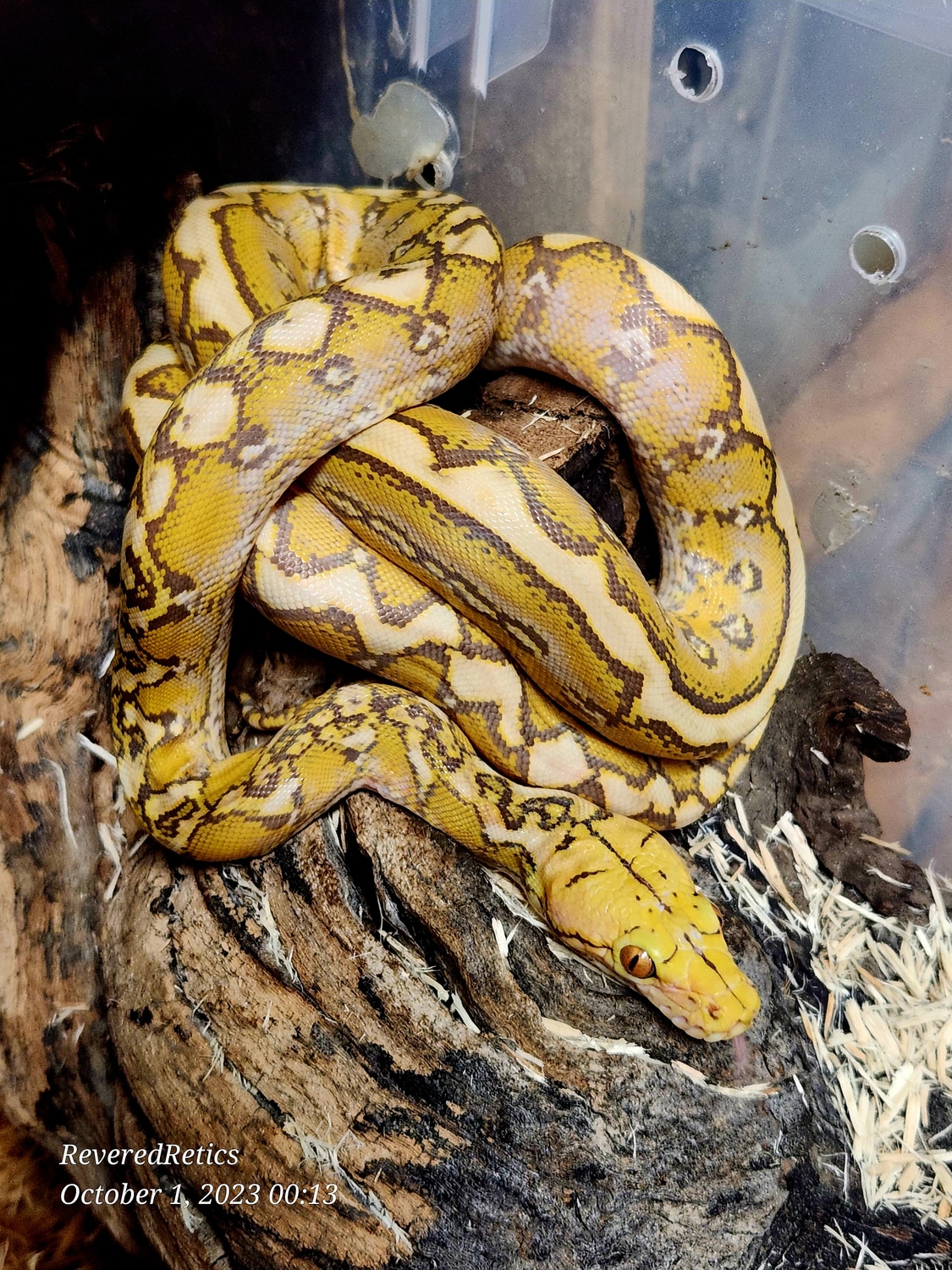 Orange Glow Marble Het Purple Snow Reticulated Python by Revered Retics ...