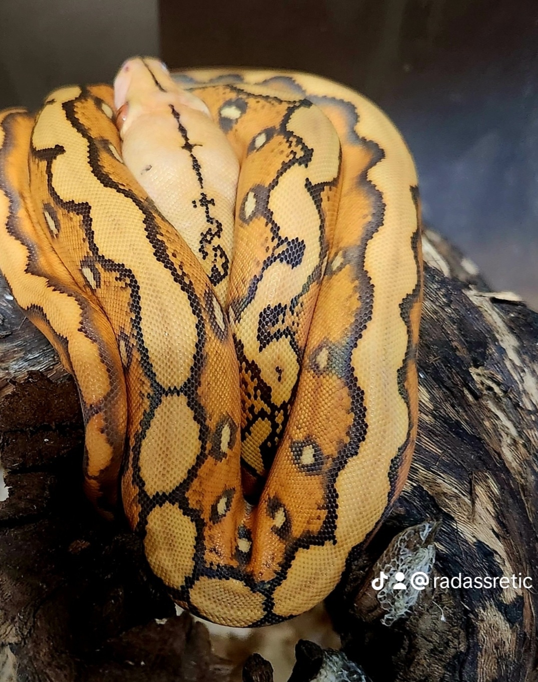 Og Sunfire Hogs Reticulated Python by Revered Retics - MorphMarket