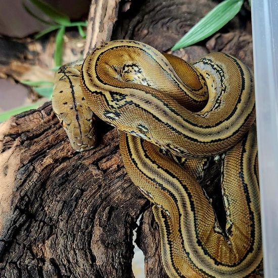 Superdwarf Marble Het Carmel Albino Reticulated Python by Revered Retics