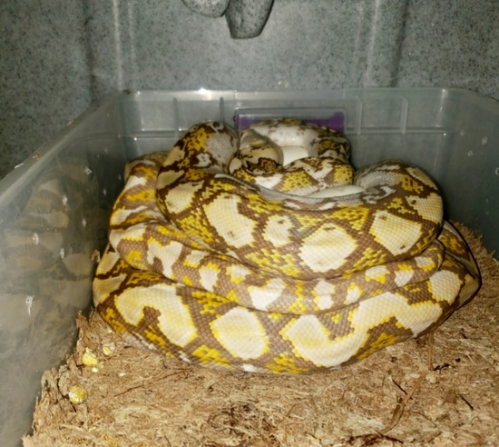 Orange Glow Reticulated Python by Revered Retics
