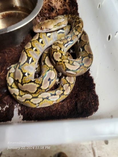 50% Kaloatoa Het Indo Carmel Or Purple Albino Reticulated Python by ...