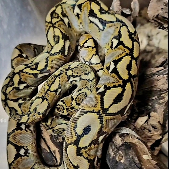 Wild Type 50% Kaloatoa 100% Het Indo Carmel Or Purple Reticulated ...