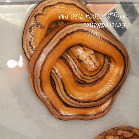 Orange Glow Marble Sunfire Platinum Reticulated Python by Revered Retics
