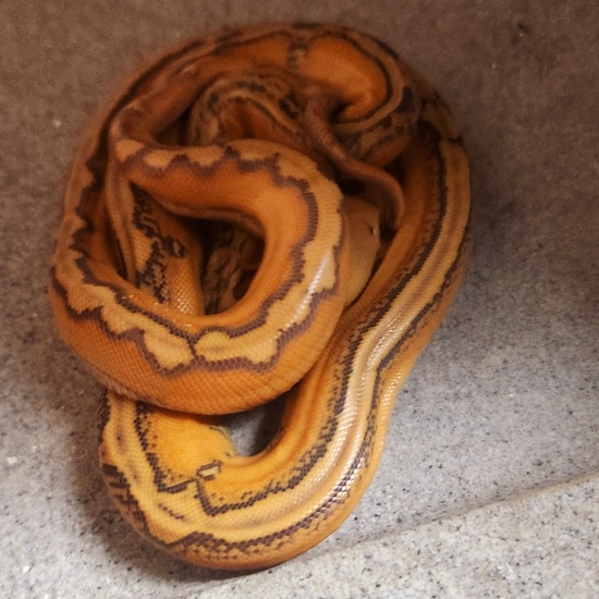 Orange Glow Marble Sunfire Reticulated Python by Revered Retics