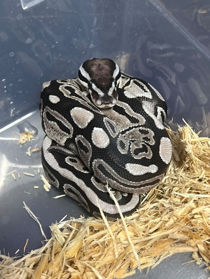 VPI Axanthic Het Clown Ball Python by Revolutionary Morphs