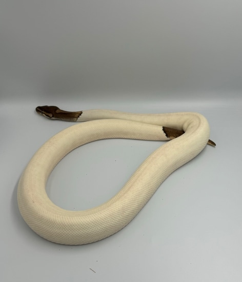 Pied Ball Python by Revolutionary Morphs