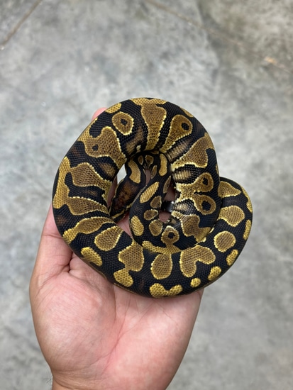 Asphalt/Yellowbelly Het Clown 50% Het Pied Ball Python by Revolutionary ...