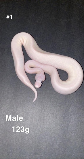 Mojave Mocha Ball Python by Revolutionary Balls