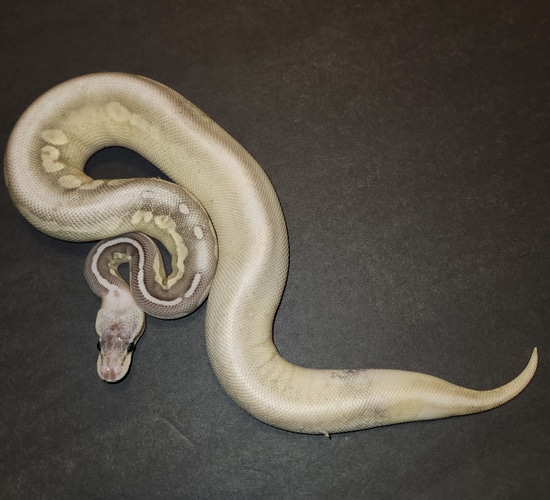 Pewter Mocha Het Orange Ghost Ball Python by Revolutionary Balls