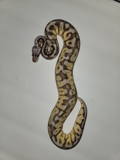 Pewter Bee Het Orange Ghost Ball Python by Revolutionary Balls