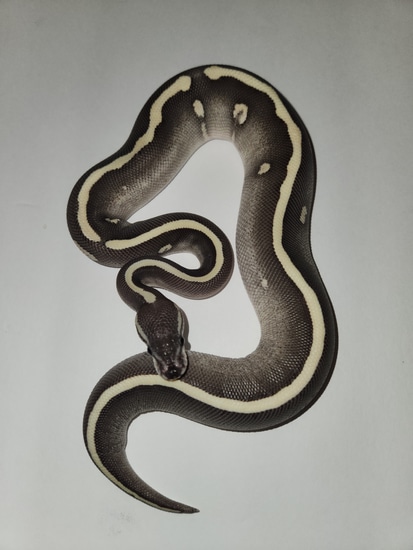 Super Mystic Vanilla Ball Python by Revolutionary Balls