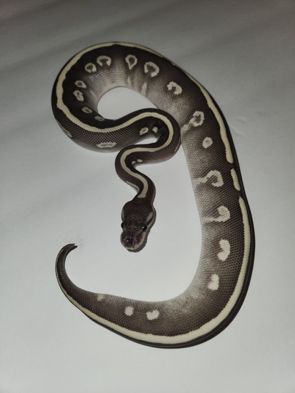 Super Mystic Vanilla Ball Python by Revolutionary Balls