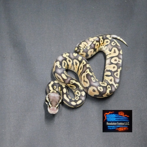 Super Pastel Mystic Ball Python by Revolution Exotics