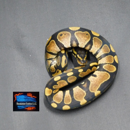 Calico Ball Python by Revolution Exotics