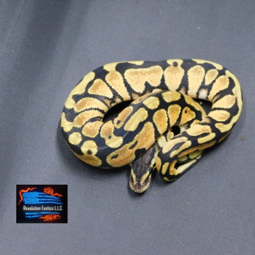 Pastel Calico Ball Python by Revolution Exotics - MorphMarket