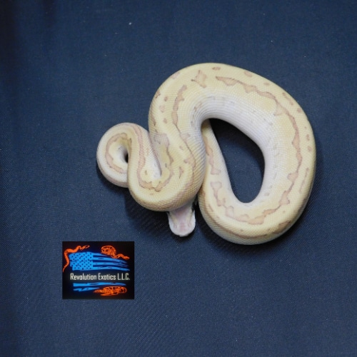 Sulfur Cream Lemonblast Ball Python by Revolution Exotics