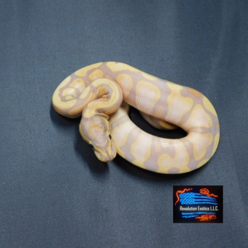 Coral Glow Calico Ball Python by Revolution Exotics