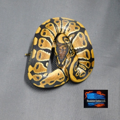 Normal Het Clown Ball Python by Revolution Exotics