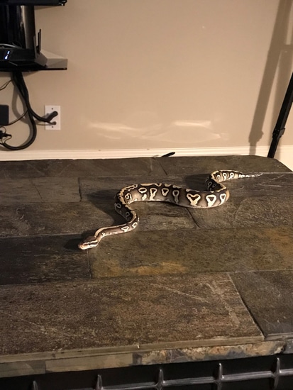 Ball Python, 2 Yrs Old, 3 Feet Long by Rexandsam