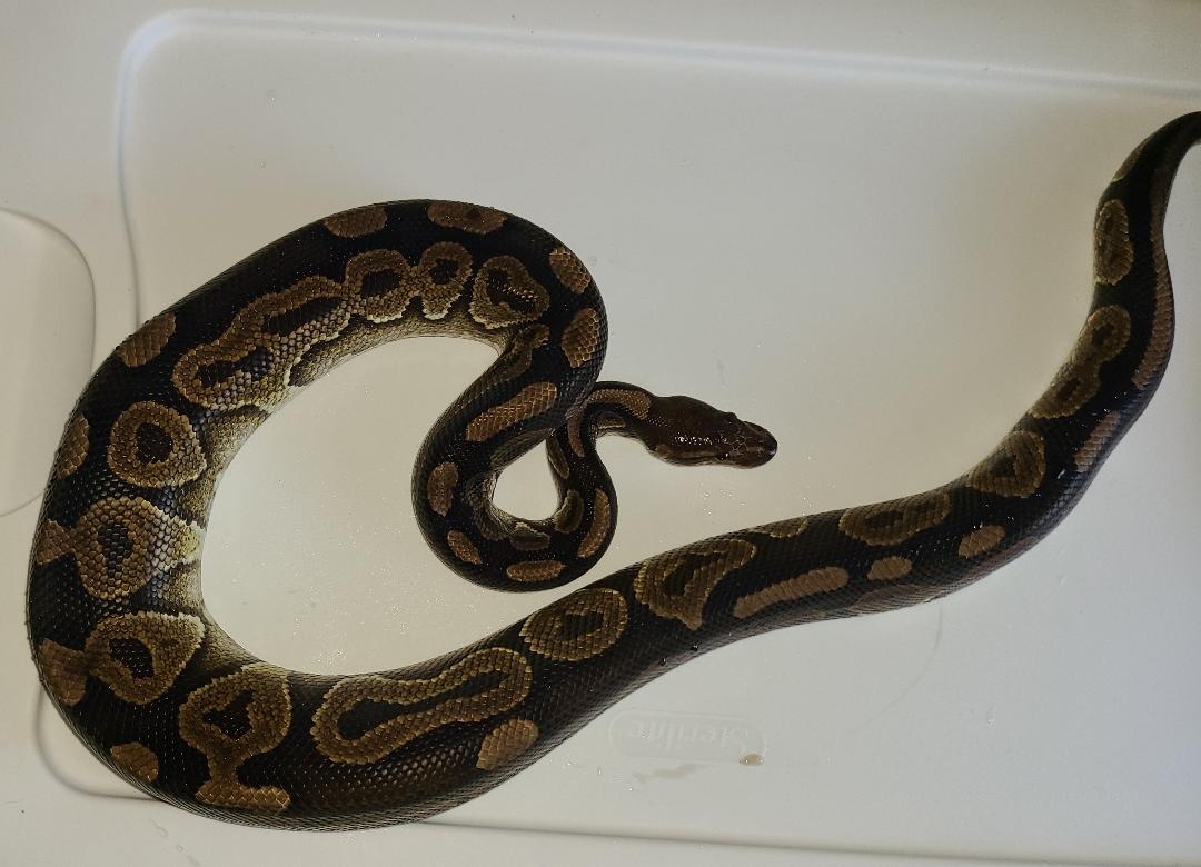 Cinnamon Het Albino Ball Python by Hiss and Hers Exotics - MorphMarket