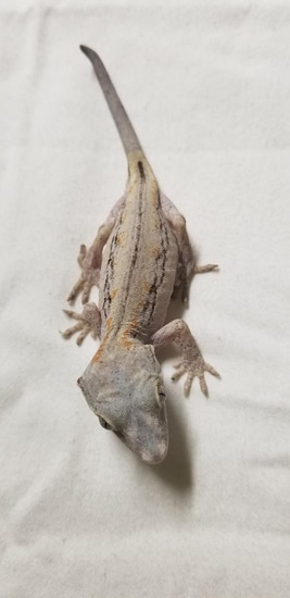 Yellow Ringed Striped, Possible Phantom Eye Gargoyle Gecko by Hiss and ...