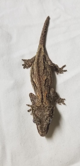 Yellow Ringed Striped, Possible Phantom Eye Gargoyle Gecko by Hiss and ...