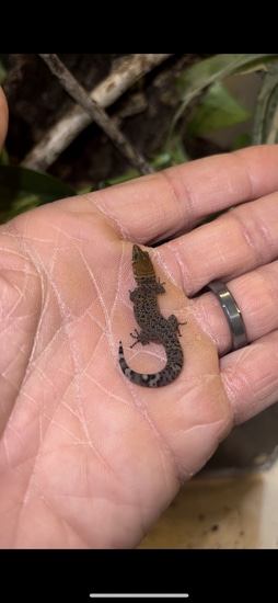 Sphaerodactylus Rosaurae More Gecko by Texas Geckos