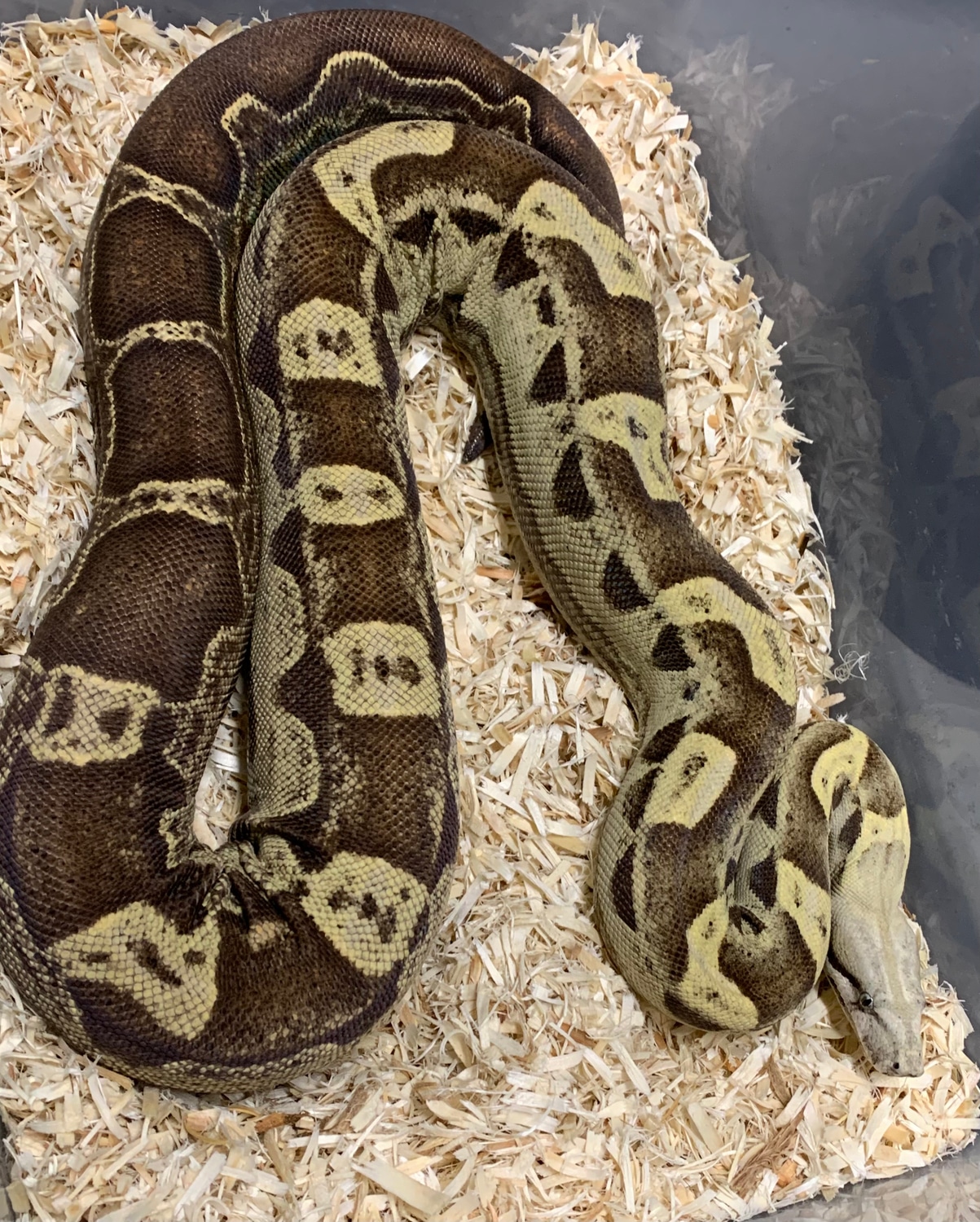 VPI T+ Albino Motley Boa Constrictor by Reyesconstrictors - MorphMarket