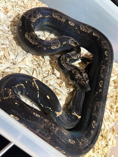 22 Img 100% Het Vpi Boa Constrictor by Reyesconstrictors