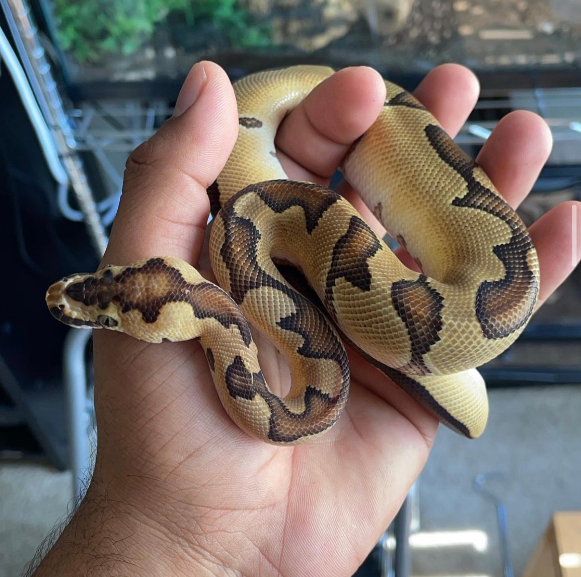 Enchi Clown Ball Python by Reyes Exotics - MorphMarket