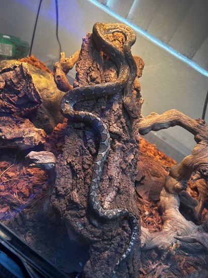 Kalatoa Super Dwarf Wild Type Poss Het Anery Reticulated Python by ...