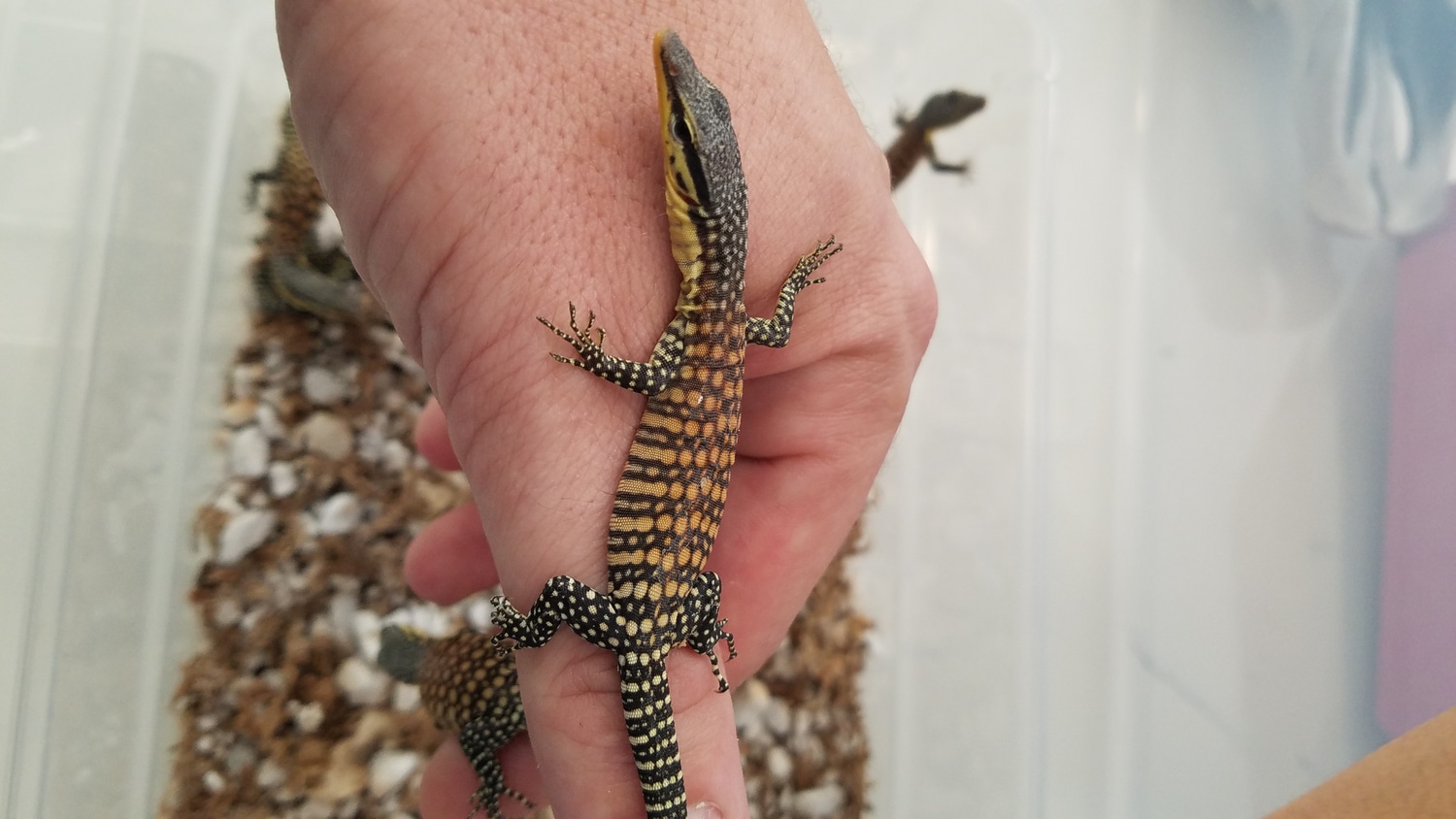 Kimberley Rock Monitors Other Monitor by ReyesReptilesNstuff - MorphMarket