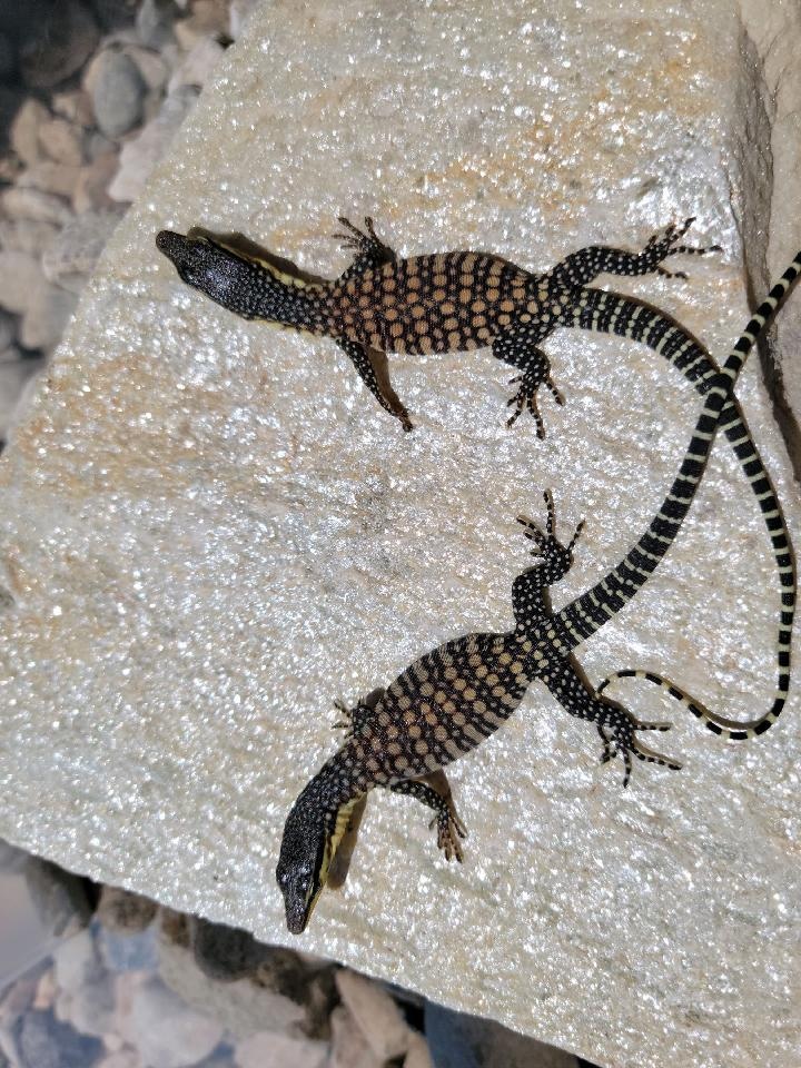 Juvenile Kimberley Rock Monitors Other Monitor by ReyesReptilesNstuff ...