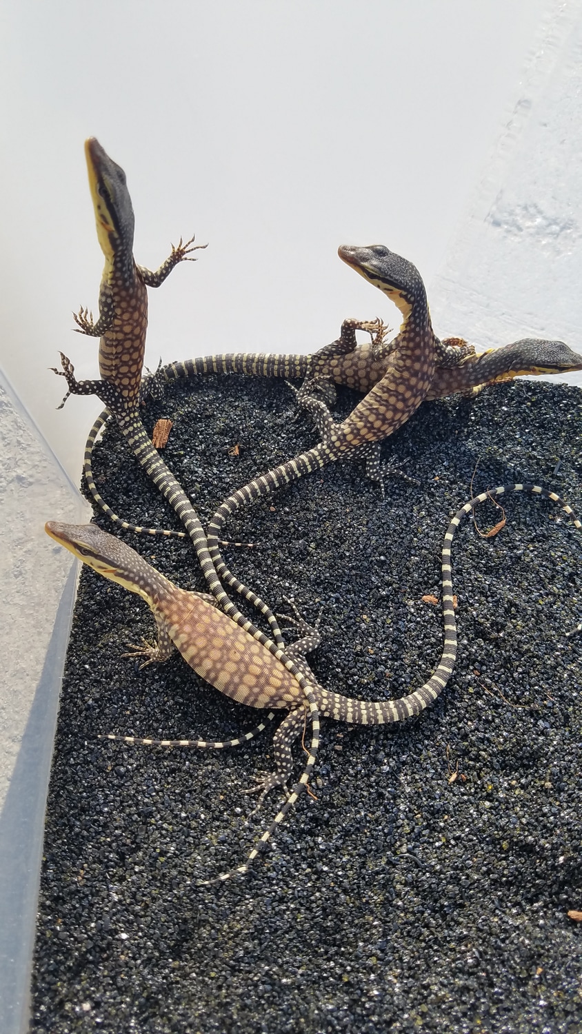 Kimberley Rock Monitors Juvenile Other Monitor by ReyesReptilesNstuff ...