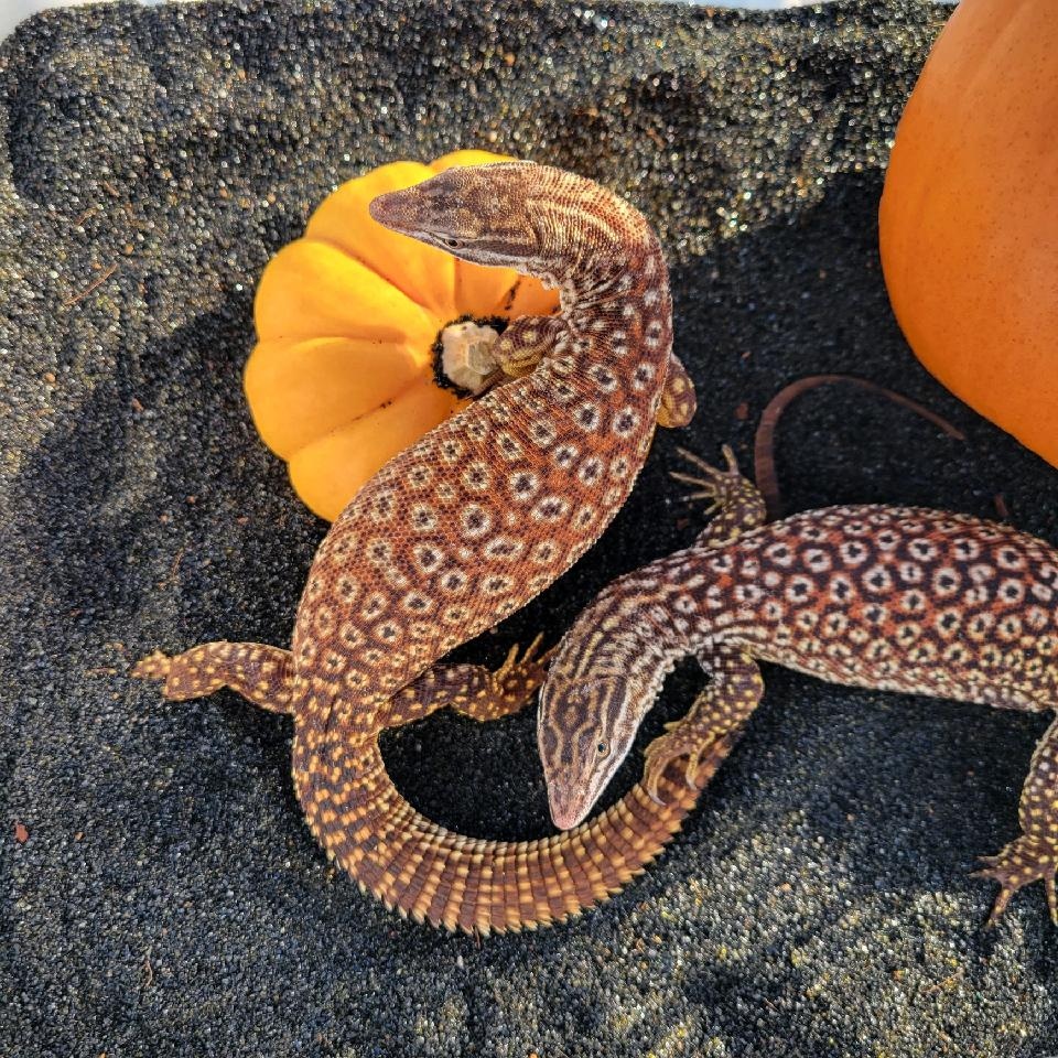 Holdback RED Ackie Pair Spiny-Tailed Monitor by ReyesReptilesNstuff ...
