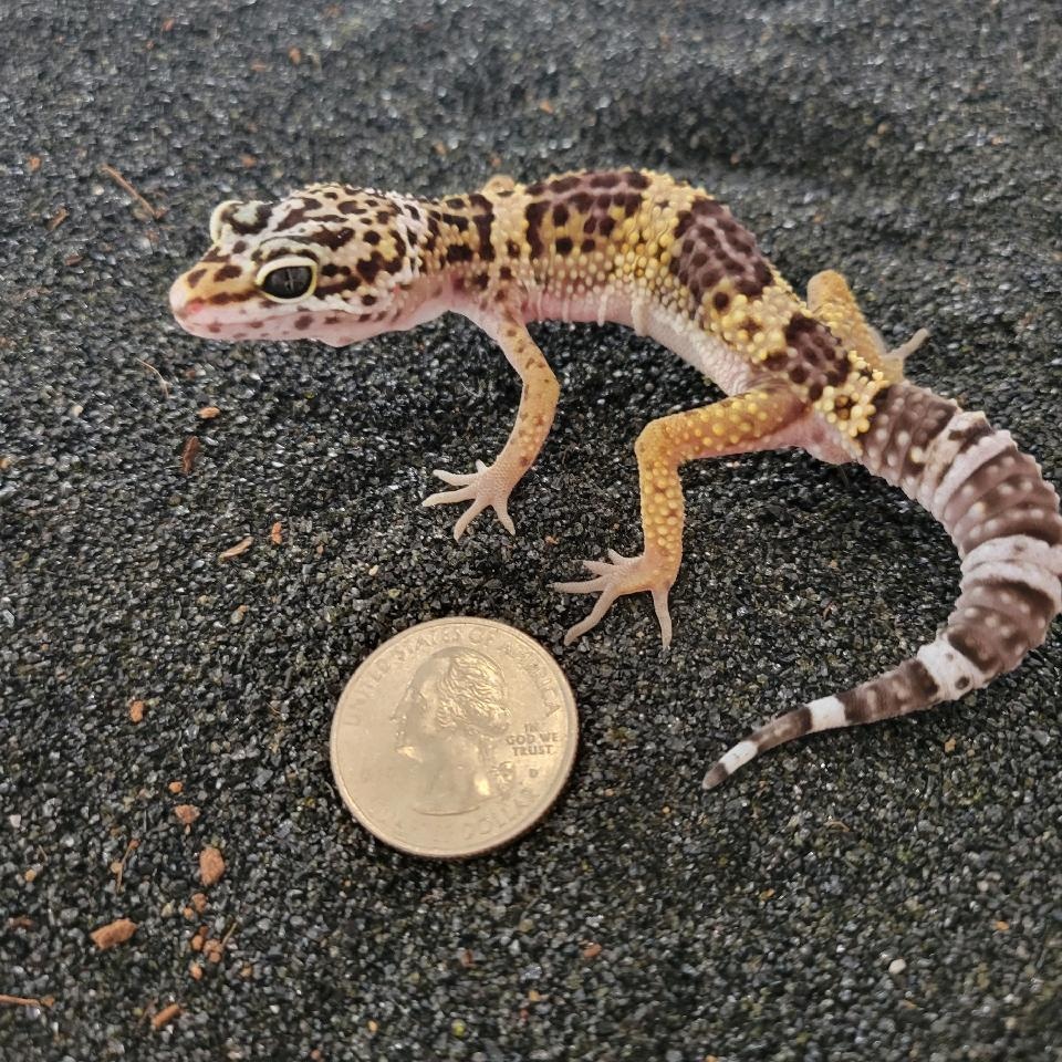 2022 Juvenile Female Leopard Gecko by ReyesReptilesNstuff - MorphMarket