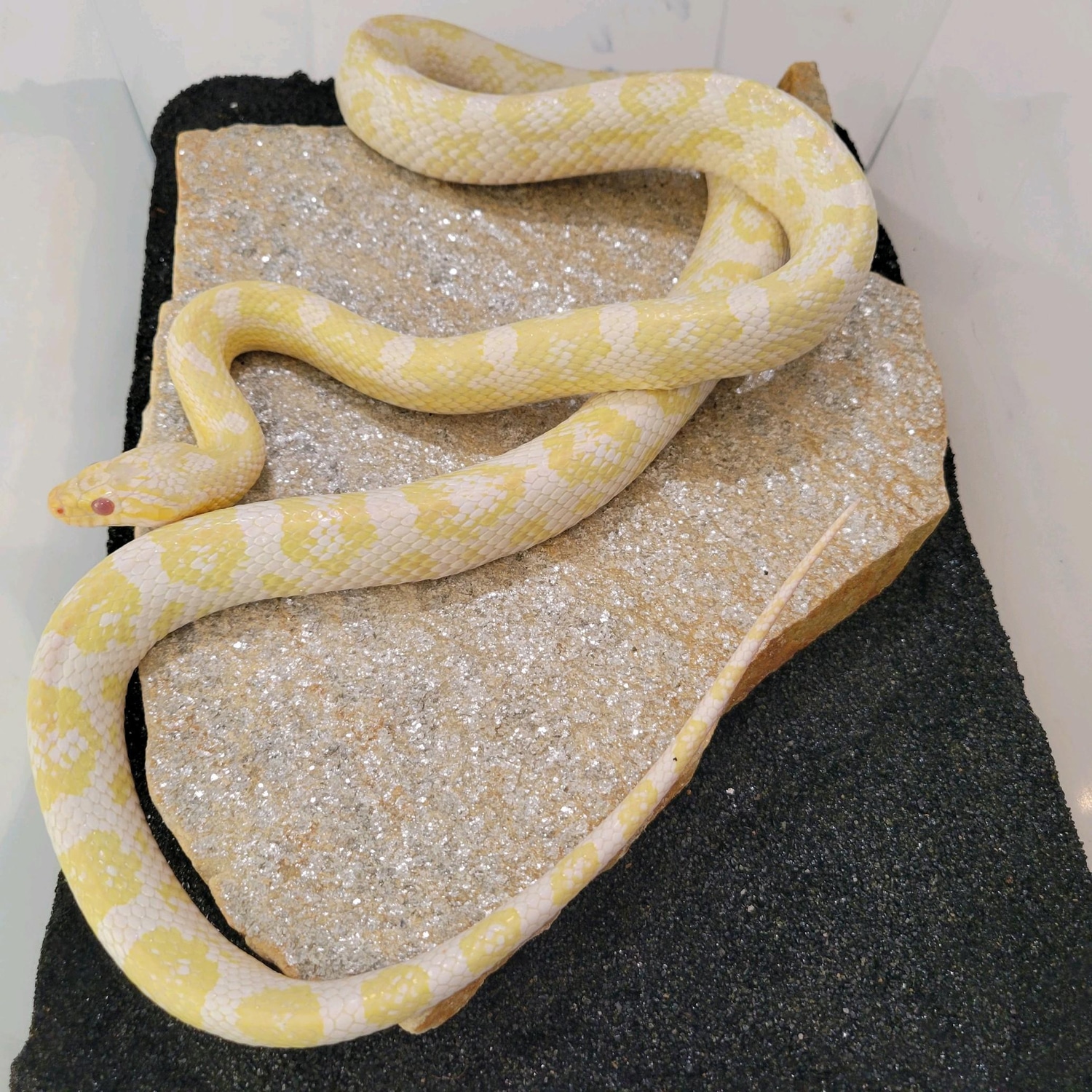 Adult Snow Corn Snake by ReyesReptilesNstuff - MorphMarket