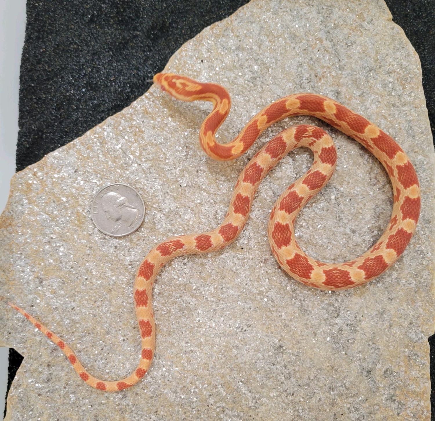 Orange Albino Yearling Corn Snake by ReyesReptilesNstuff - MorphMarket