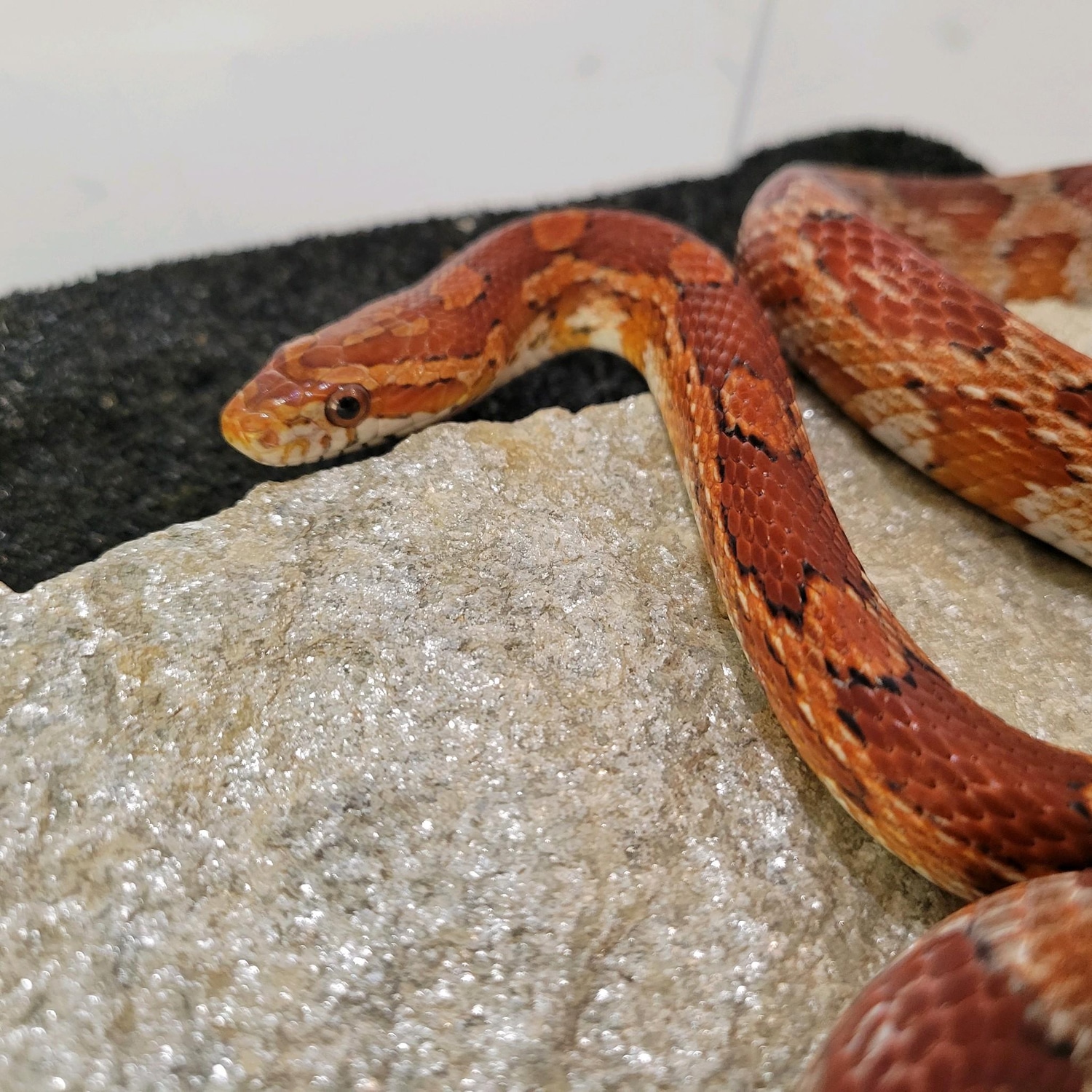 Adult Red Classic Corn Snake by ReyesReptilesNstuff - MorphMarket